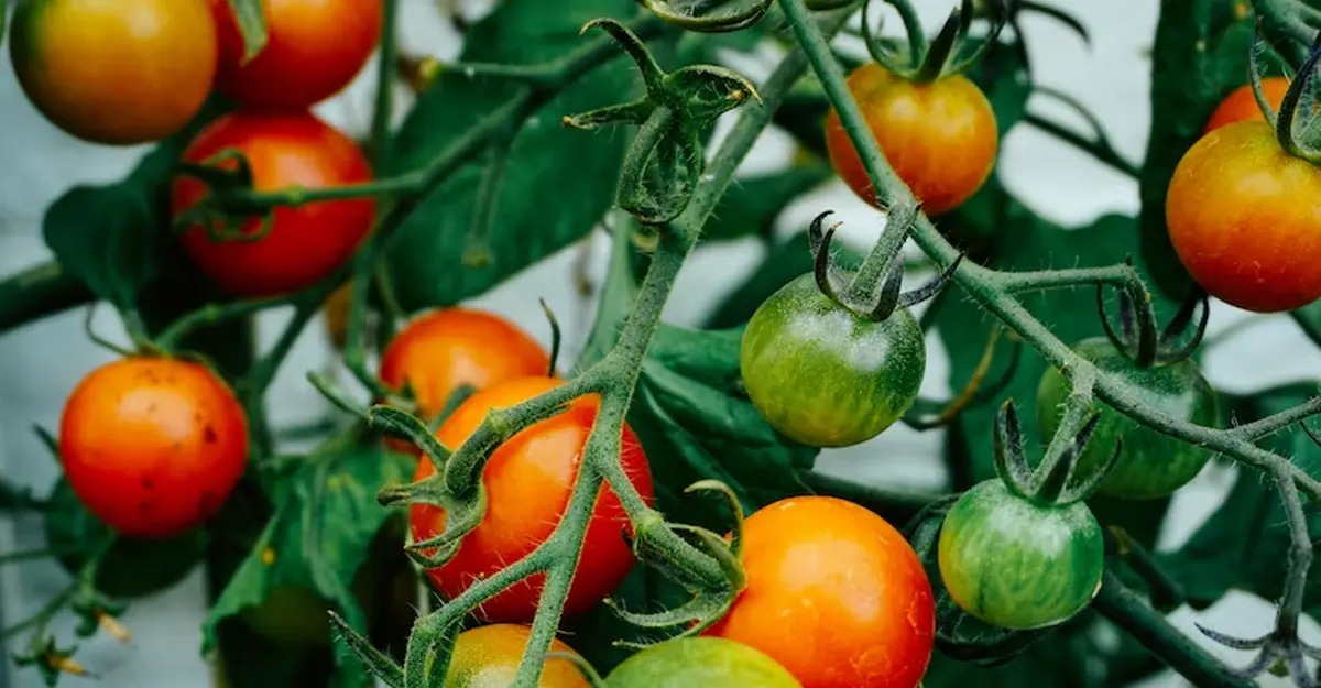 ¿Te gusta el tomate? Estas son sus propiedades
