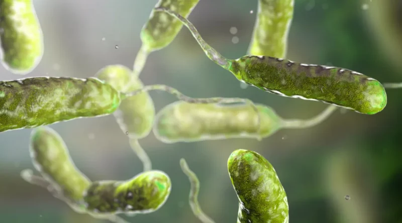 ¿Qué provoca la bacteria "come carne" y por qué es tan peligrosa?