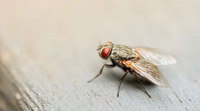 Una mosca llega al colon transverso de un paciente de 63 años