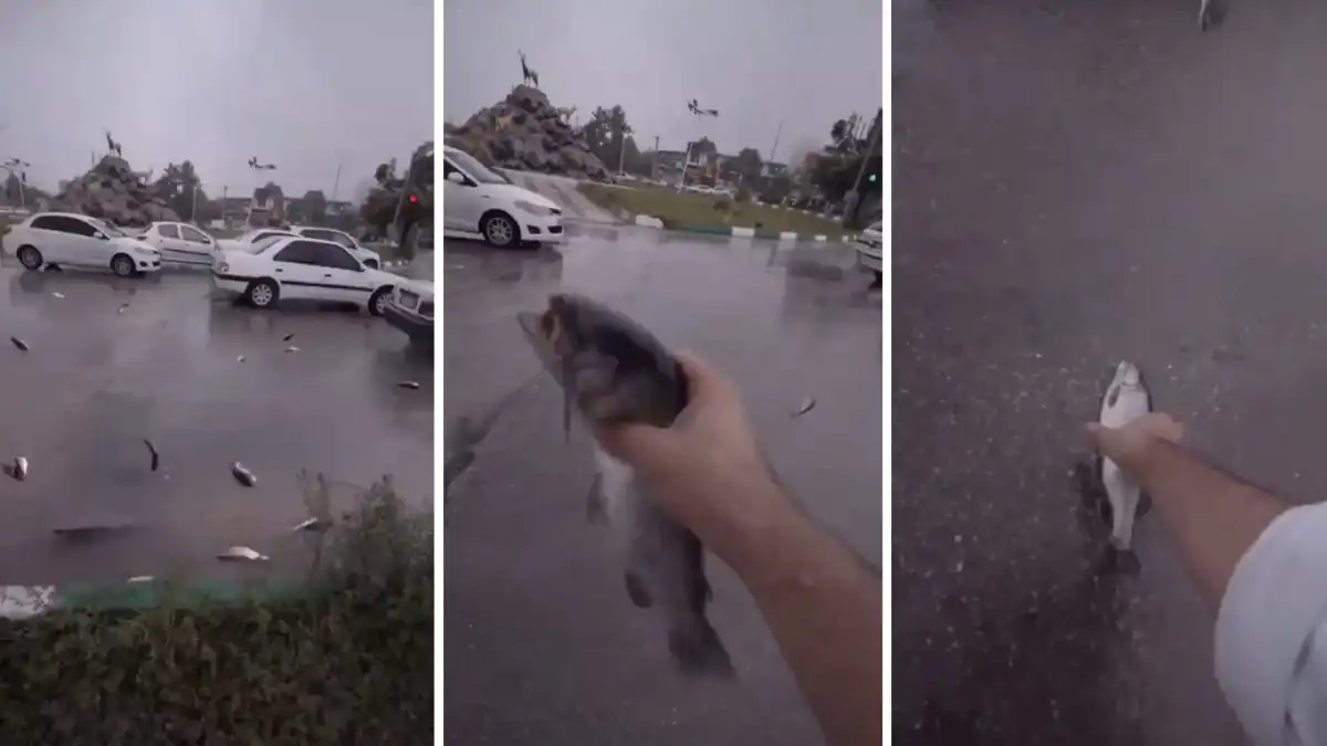Lluvia de peces sorprende en Irán ¿Conoces este fenómeno?